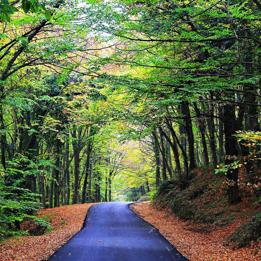 Where is the Belgrade Forest, the largest forest in Istanbul - Karaz ...