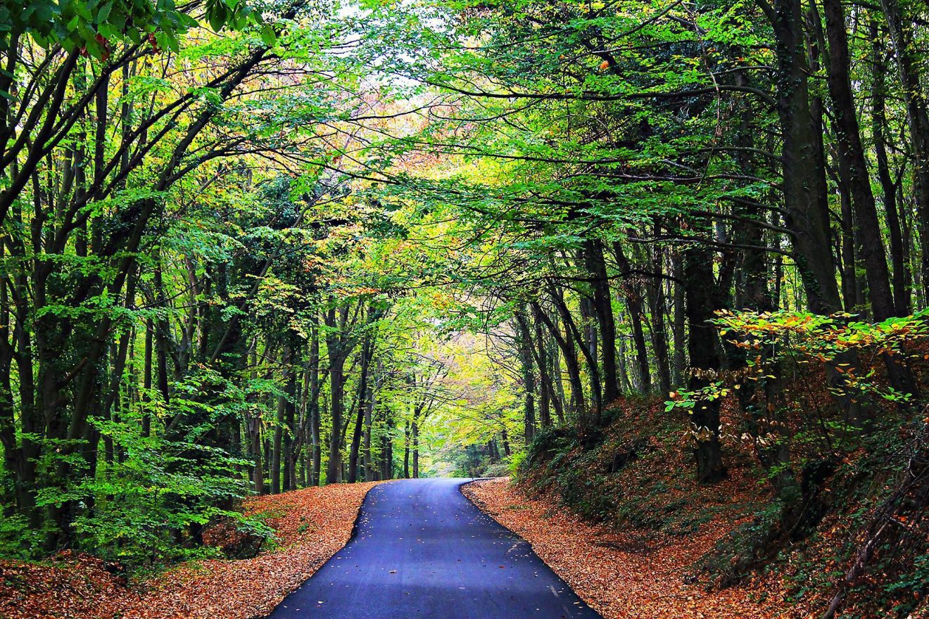 Where is the Belgrade Forest, the largest forest in Istanbul - Karaz ...